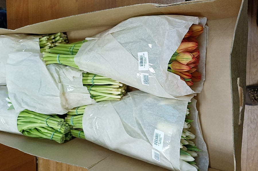 500 тюльпанов благополучно долетели до Диксона рейсом "КрасАвиа" - AEX.RU